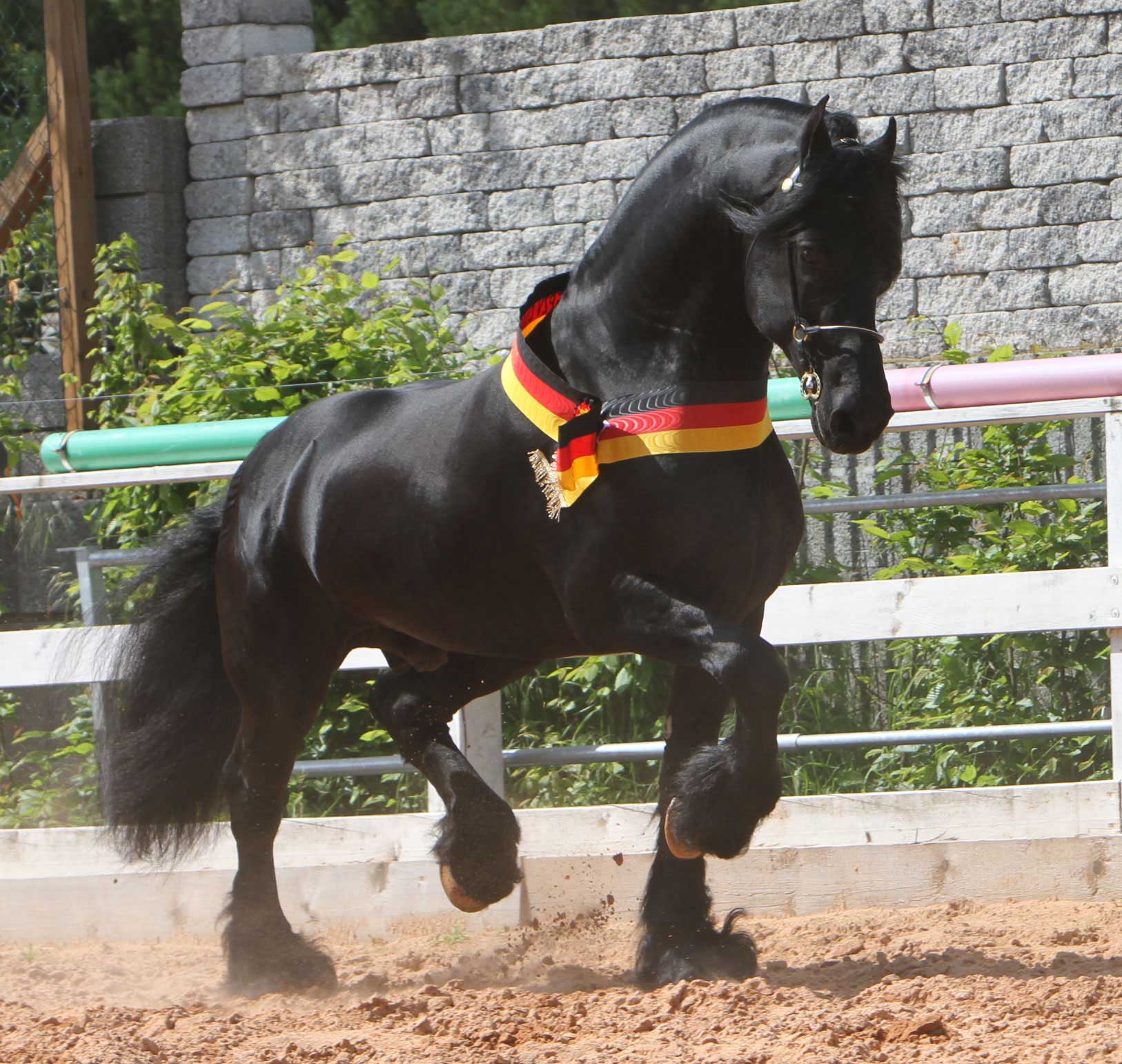 FRIESENPFERDE Zuchtverband e. V. – Mit Kompetenz und Liebe ...