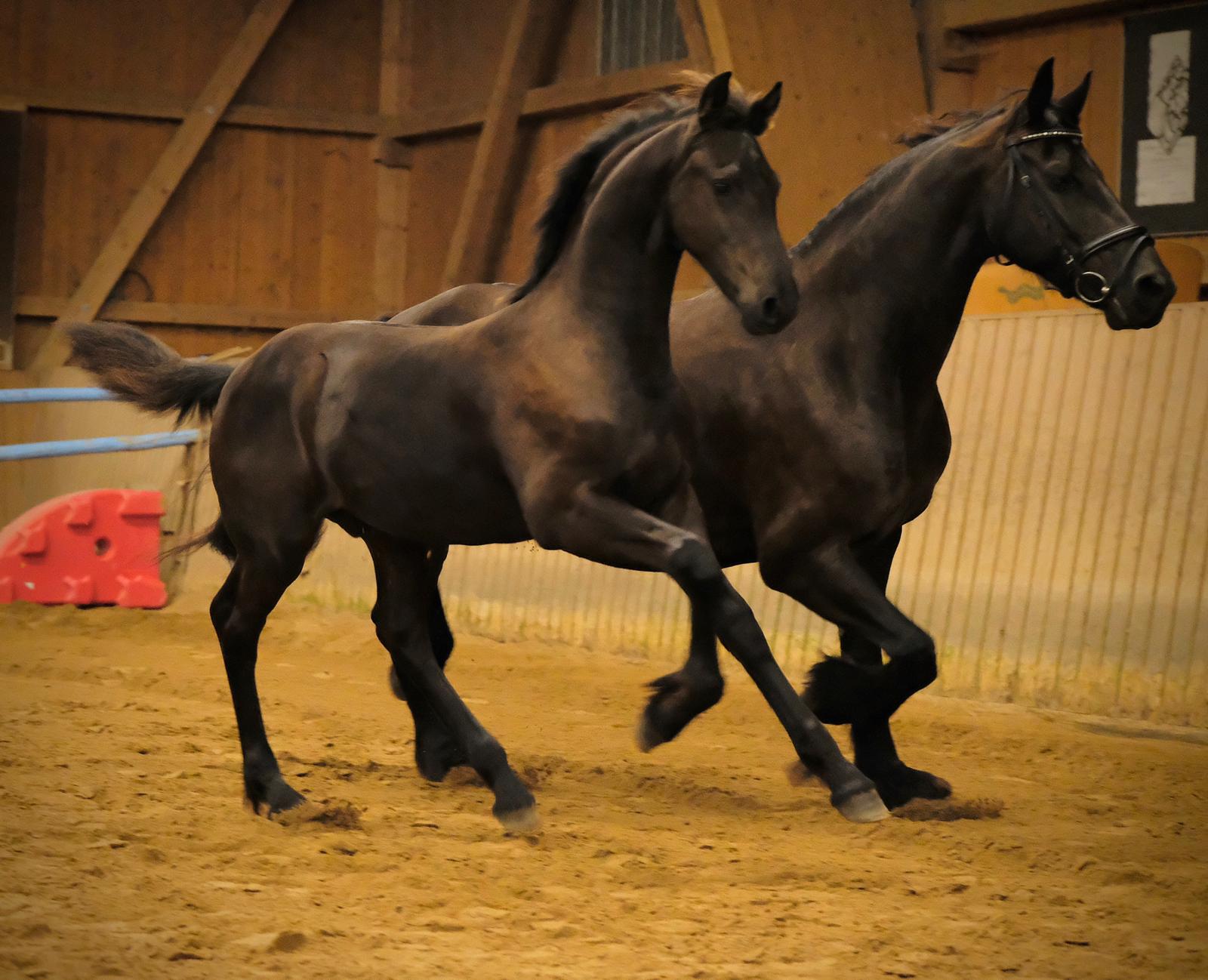 Aktuelles – FRIESENPFERDE Zuchtverband e. V.