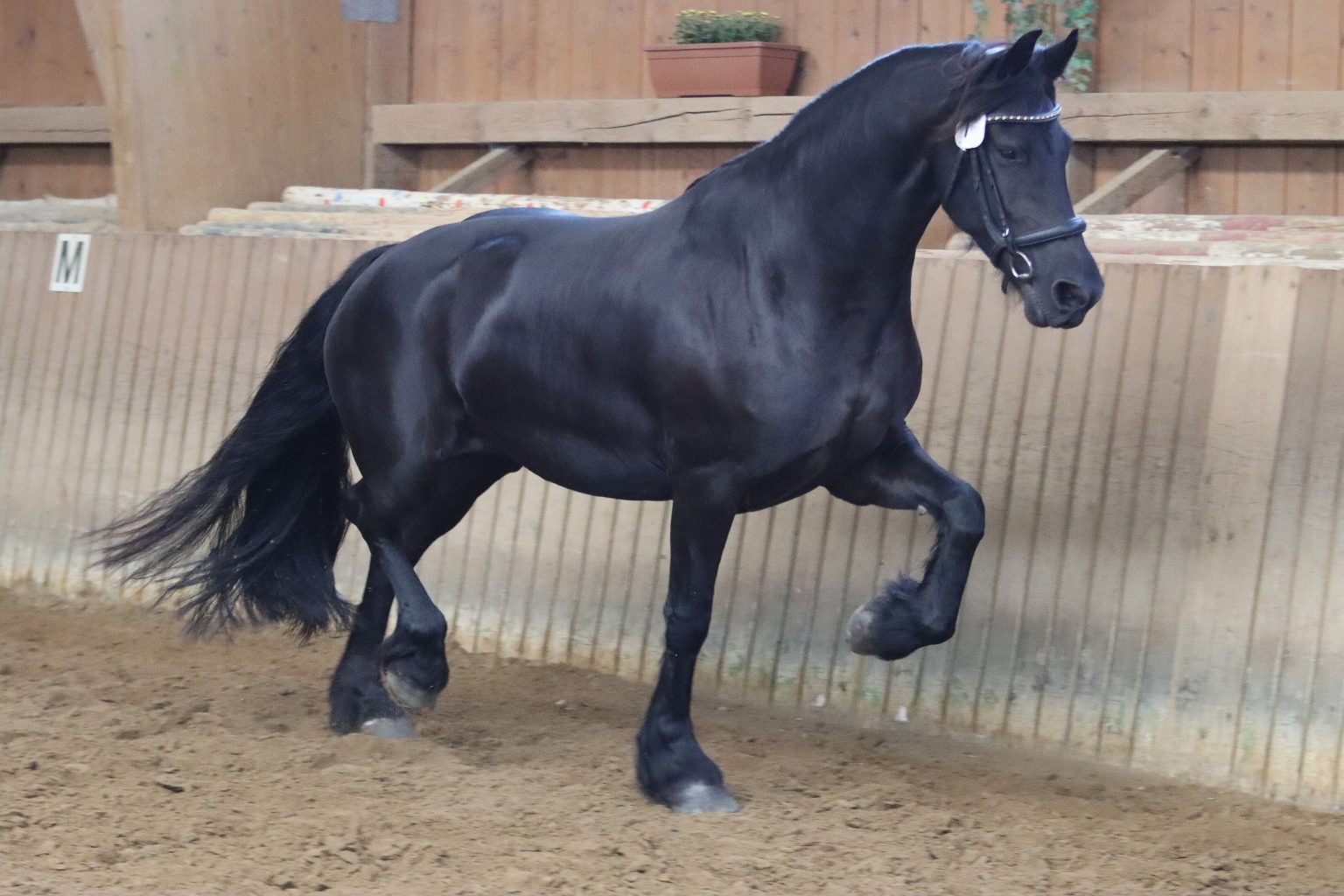 Zuchtschauen 2022: FPZV-Friesenpferde in ihrer ganzen Pracht ...