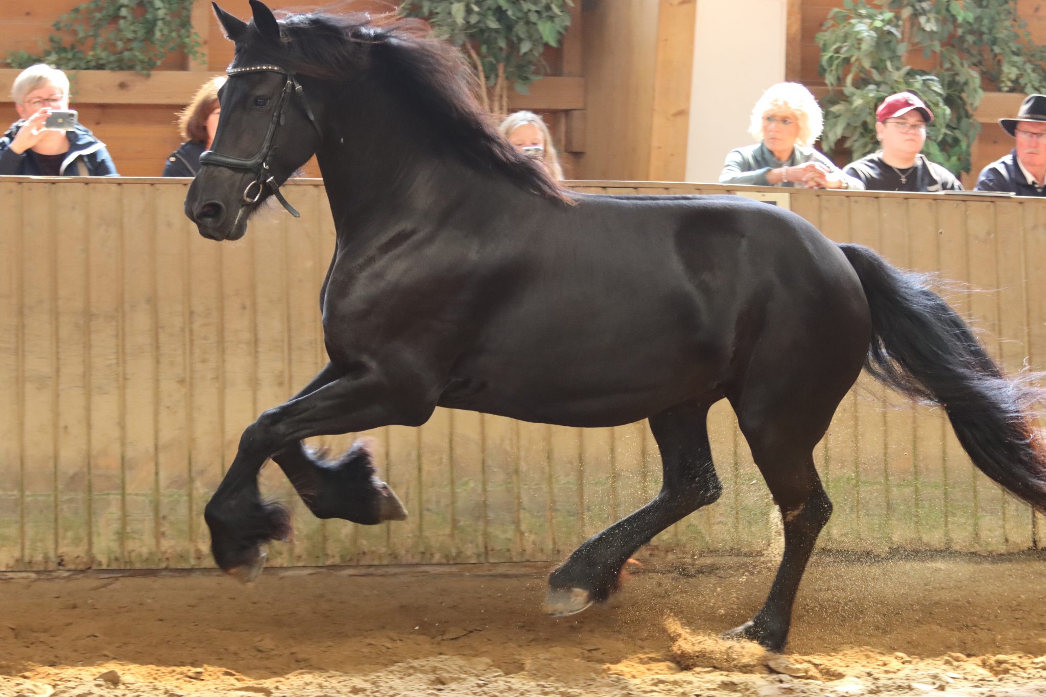 Zuchtschauen 2022: FPZV-Friesenpferde in ihrer ganzen Pracht ...